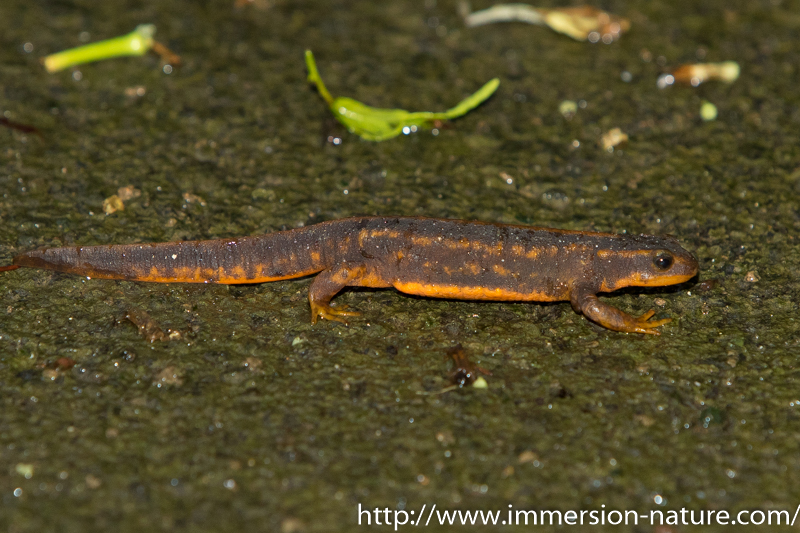Cynops à queue d’épée d’Okinawa – Cynops ensicauda ensicauda | www ...