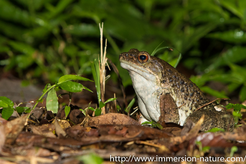 Batracien | www.immersion-nature.com