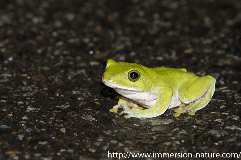 Batracien | www.immersion-nature.com