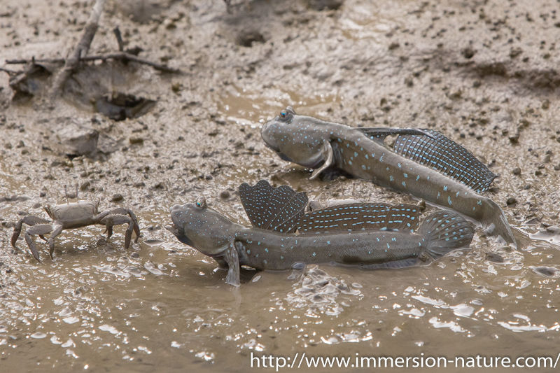Mutsugoro – Boleophthalmus pectinirostris | www.immersion-nature.com