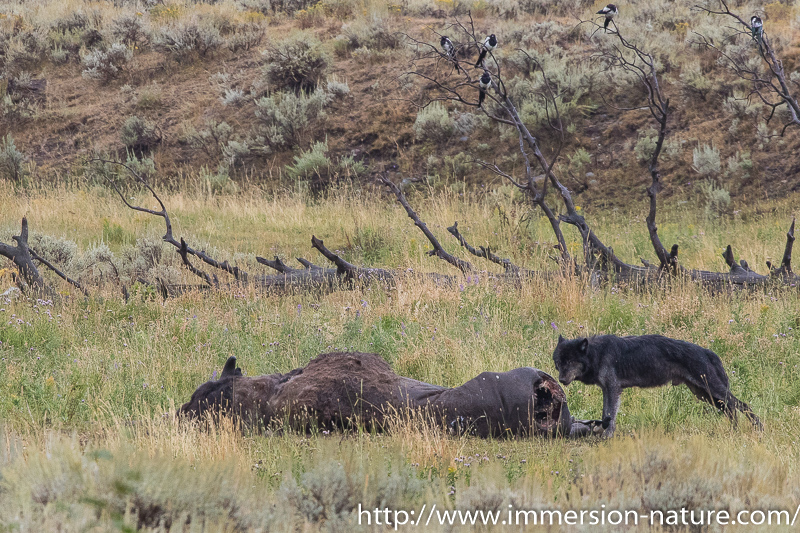 Prédation à Yellowstone | www.immersion-nature.com