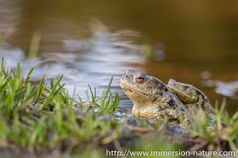 Batracien | www.immersion-nature.com