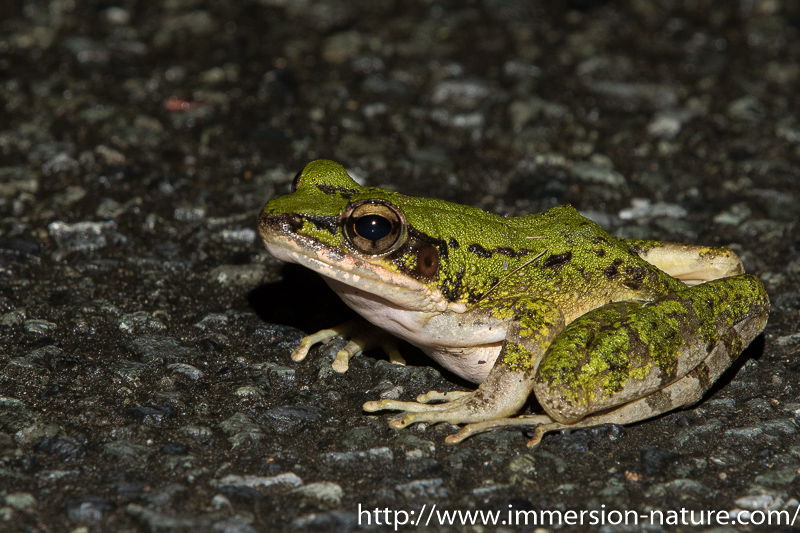 Batracien | www.immersion-nature.com