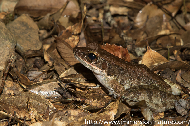 Amami Tip-nosed Frog – Odorrana amamiensis - アマミハナサキガエル | www.immersion ...