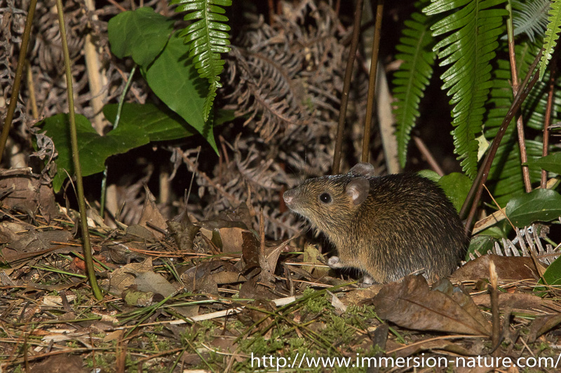 Amami Spiny Rat – Tokudaia osimensis | www.immersion-nature.com