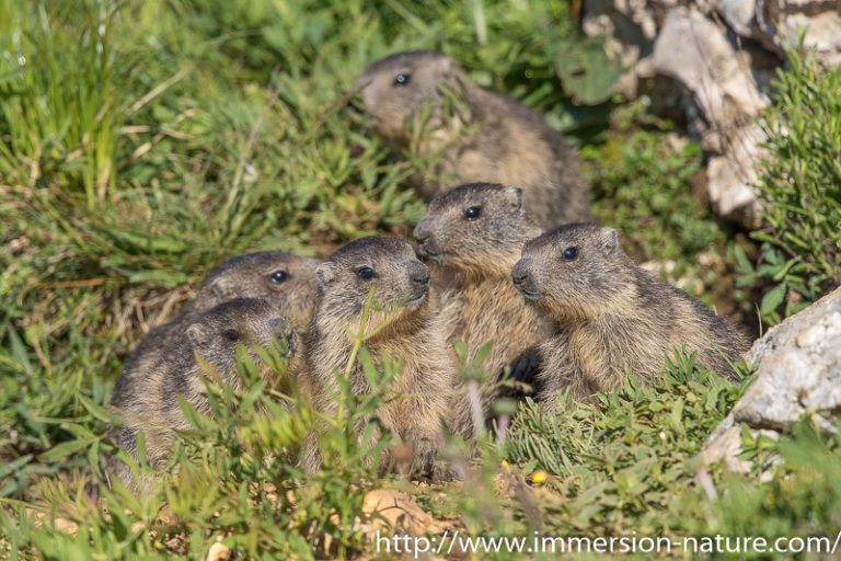 Marmottons | www.immersion-nature.com